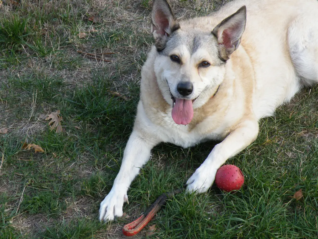 Bonny (*10.10.2012 - ︎01.04.2025) - ROSENGARTEN-Sterne