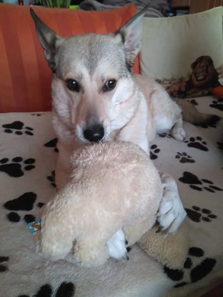 Bonny (*10.10.2012 - ︎01.04.2025) - ROSENGARTEN-Sterne