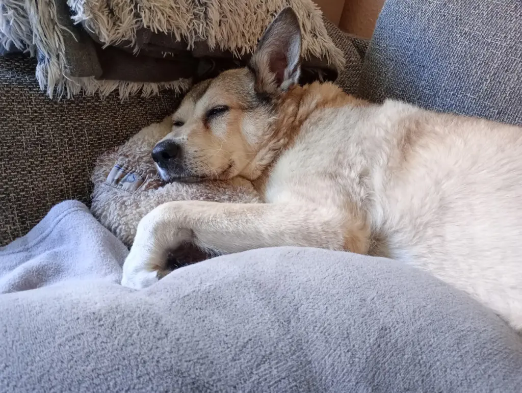 Bonny (*10.10.2012 - ︎01.04.2025) - ROSENGARTEN-Sterne