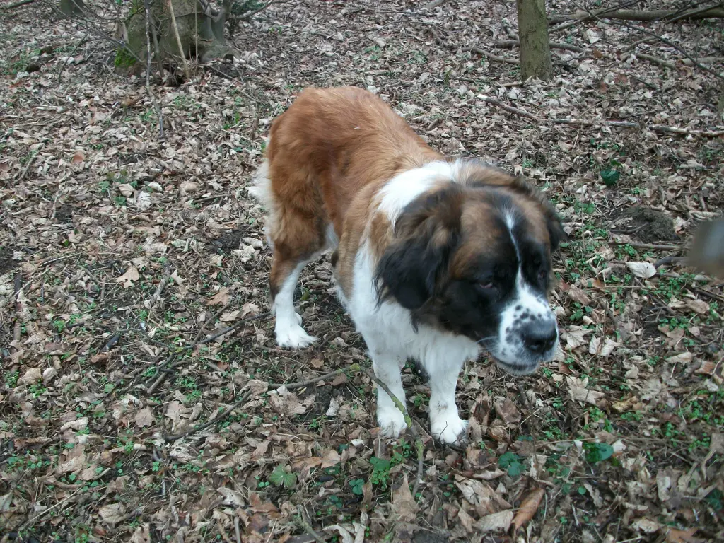 Biggi 01 11 2008 ︎12 01 2018 Rosengarten Sterne