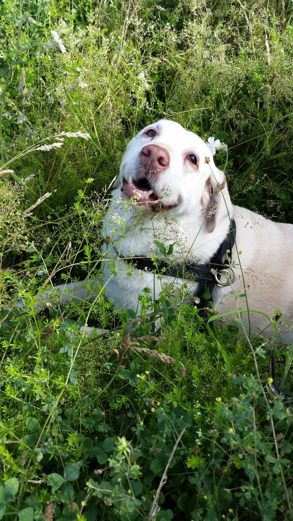 Dena (*14.11.2004 - ︎21.01.2018) - ROSENGARTEN-Sterne