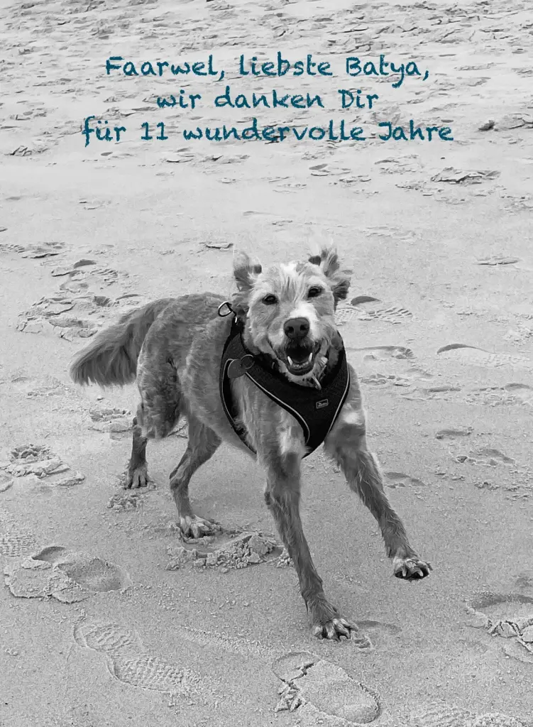 Batya (*05.2013 - ︎28.05.2025) - ROSENGARTEN-Sterne