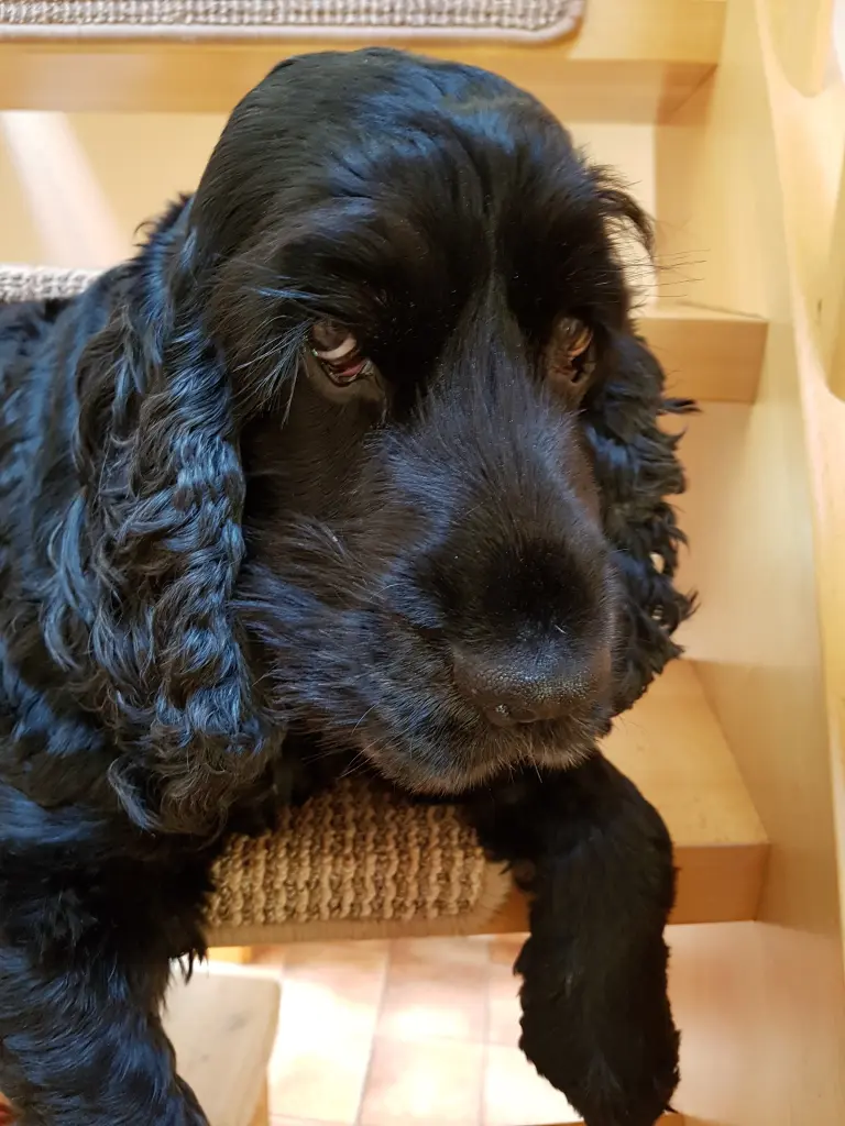 Bonny (*1985 - ︎2001) - ROSENGARTEN-Sterne