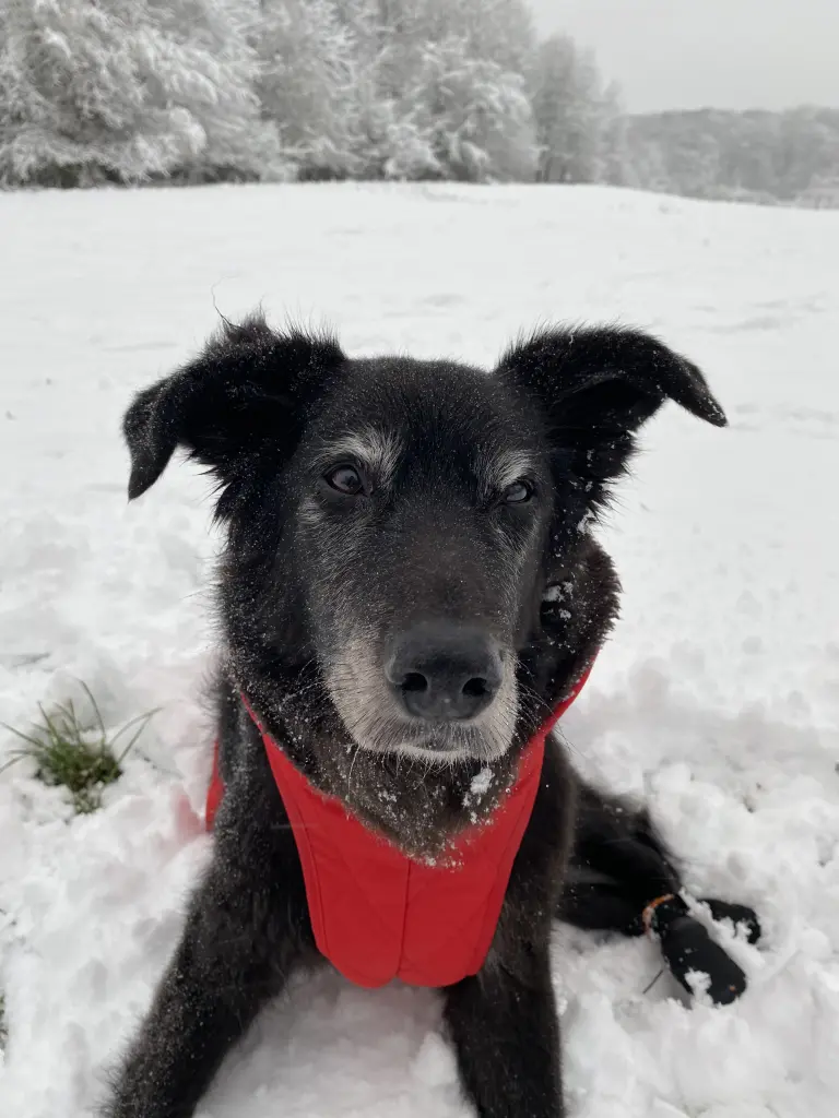 Perry (*15.05.2011 - ︎02.06.2025) - ROSENGARTEN-Sterne