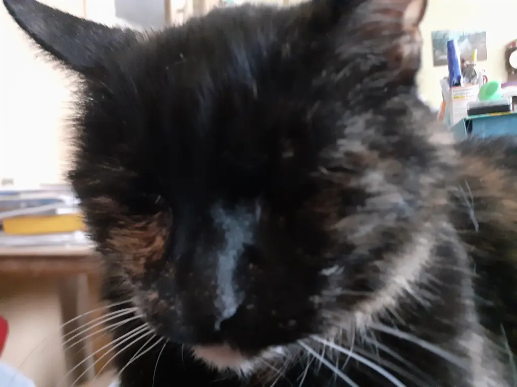 Minki (*01.05.2011 - ︎30.06.2025) - ROSENGARTEN-Sterne