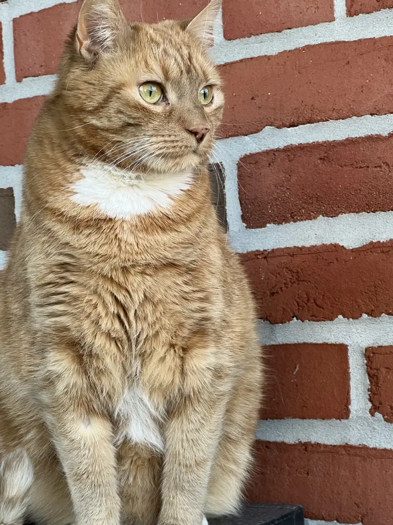 Jerry (*16.08.2011 - ︎30.05.2025) - ROSENGARTEN-Sterne