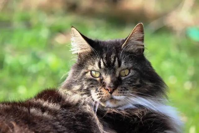 Merlin (*02.11.2005 - ︎06.02.2018) - ROSENGARTEN-Sterne