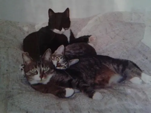 Tinka, Jimmy & Lukas - ROSENGARTEN-Sterne