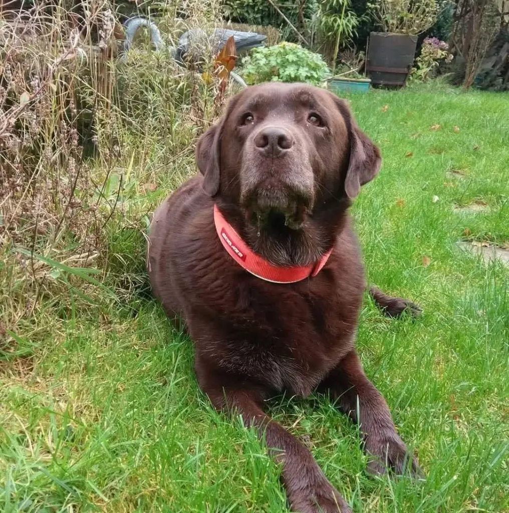 Amon (*19.07.2011 - ︎19.06.2025) - ROSENGARTEN-Sterne