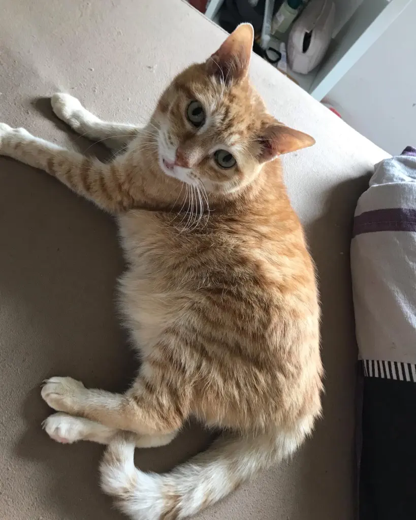 Jerry (*2007 - ︎22.07.2025) - ROSENGARTEN-Sterne