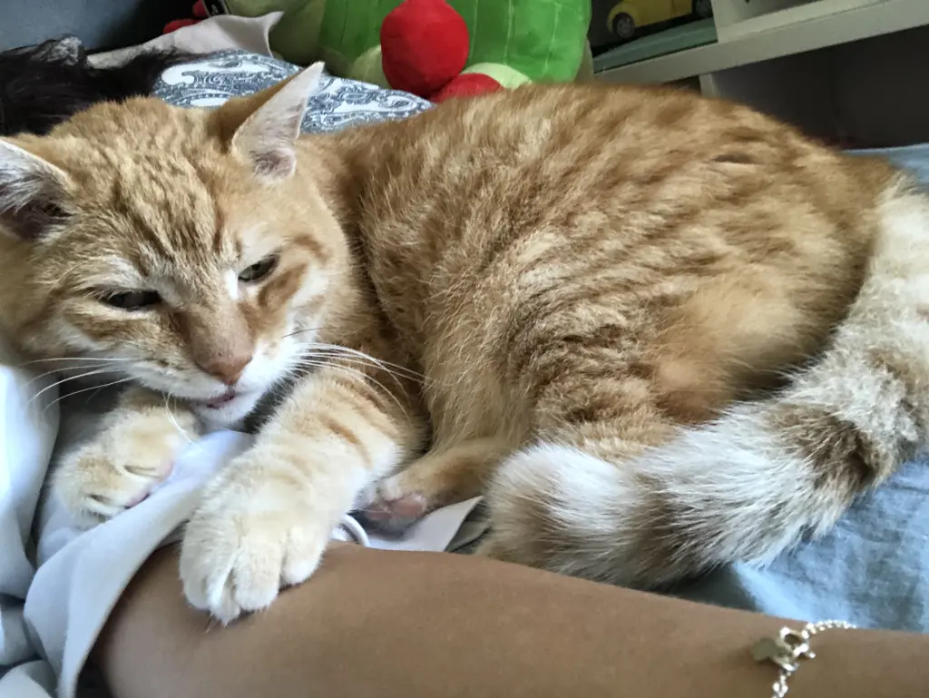 Jerry (*2007 - ︎22.07.2025) - ROSENGARTEN-Sterne