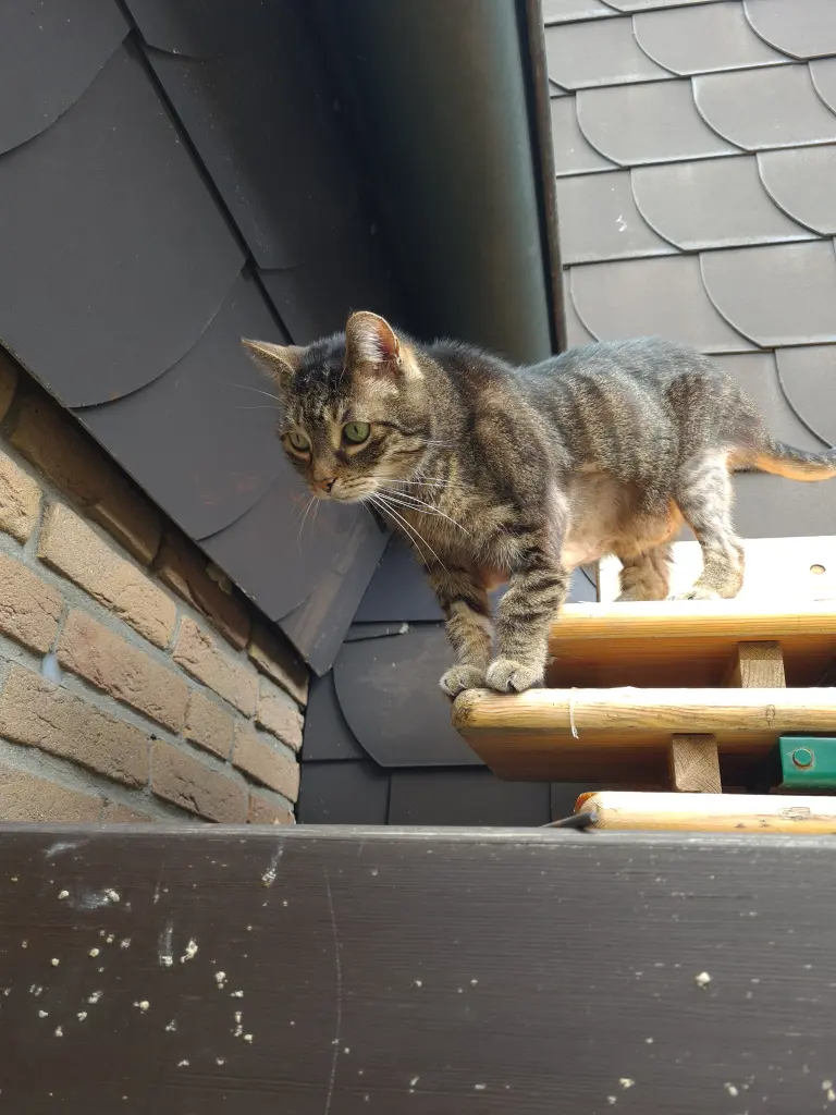 Django (*15.10.2011 - ︎20.07.2025) - ROSENGARTEN-Sterne