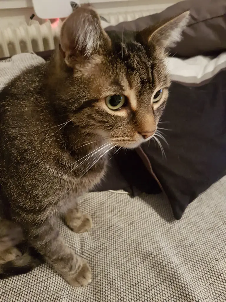 Django (*15.10.2011 - ︎20.07.2025) - ROSENGARTEN-Sterne