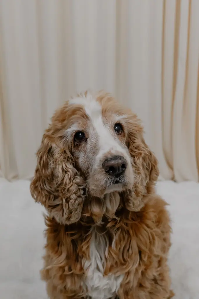 Spyke (*26.07.2010 - ︎05.08.2025) - ROSENGARTEN-Sterne