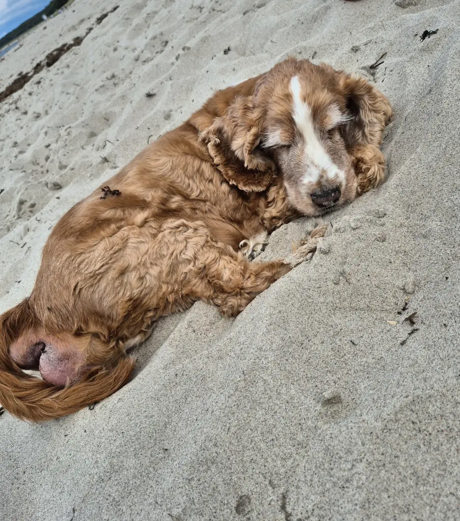 Spyke (*26.07.2010 - ︎05.08.2025) - ROSENGARTEN-Sterne