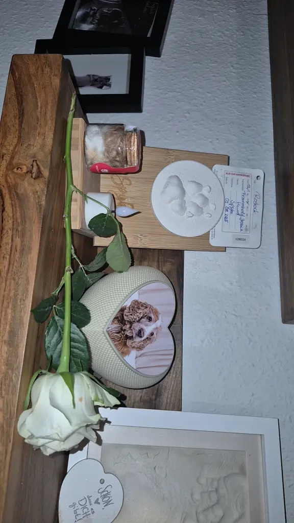 Spyke (*26.07.2010 - ︎05.08.2025) - ROSENGARTEN-Sterne