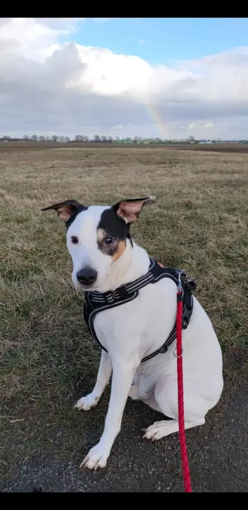 Nano (*10.10.2010 - ︎18.09.2025) - ROSENGARTEN-Sterne