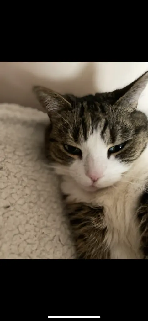 Mizi (*14.02.2007 - ︎20.08.2025) - ROSENGARTEN-Sterne