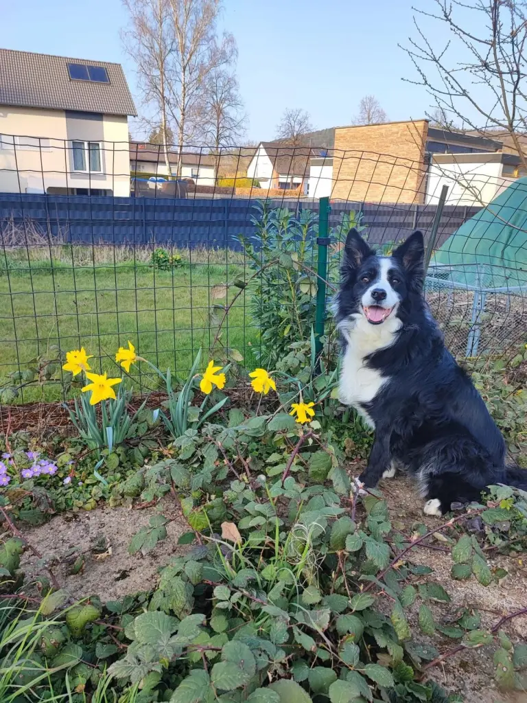 Abby (*07.05.2012 - ︎04.10.2025) - ROSENGARTEN-Sterne