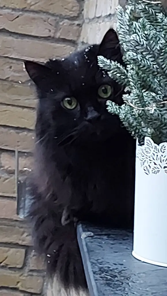 Charly (*06.05.2011 - ︎27.10.2025) - ROSENGARTEN-Sterne