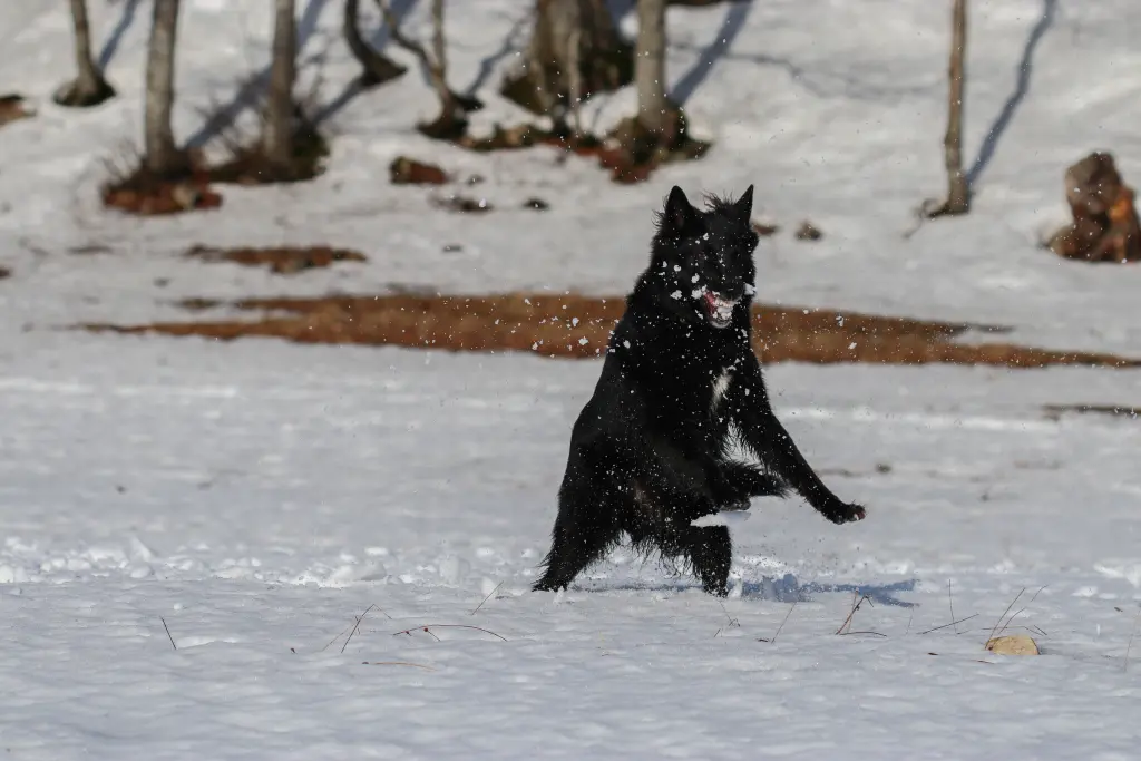 Zindy (*08.01.2014 - ︎07.11.2025) - ROSENGARTEN-Sterne