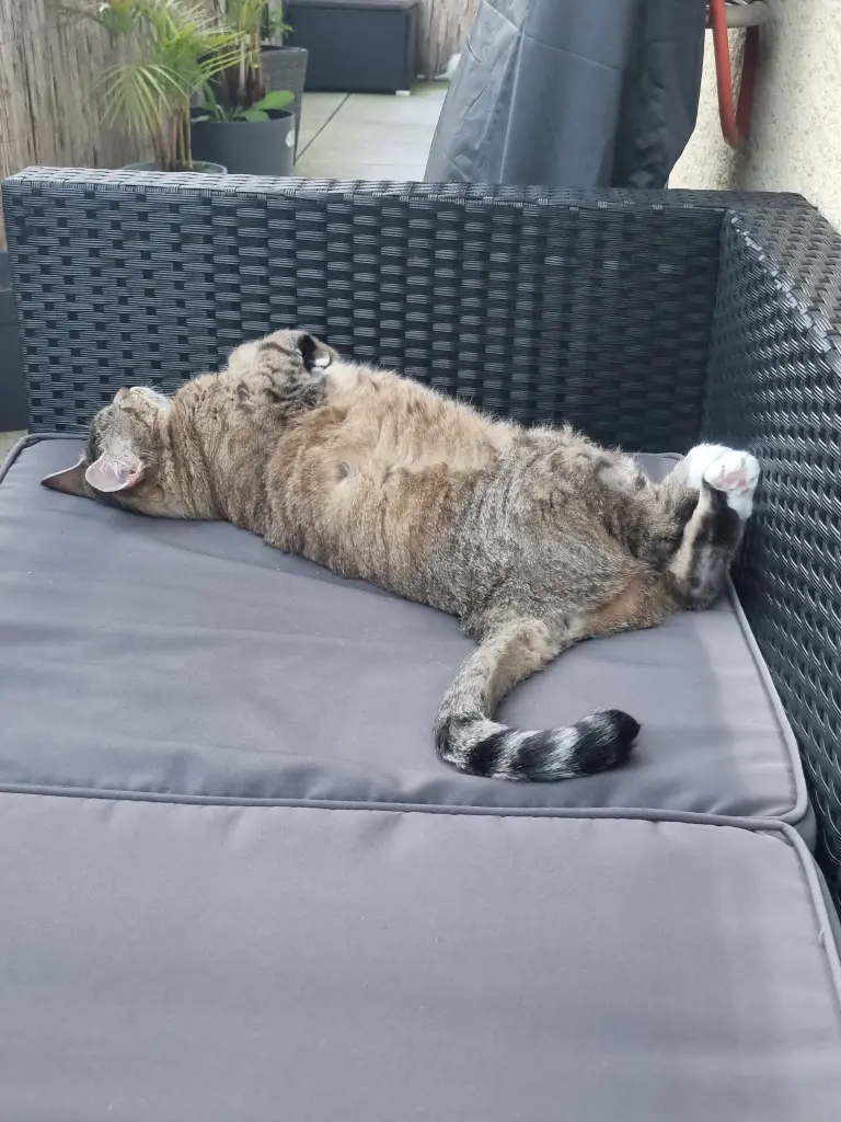 Wilma (*01.05.2012 - ︎15.11.2025) - ROSENGARTEN-Sterne