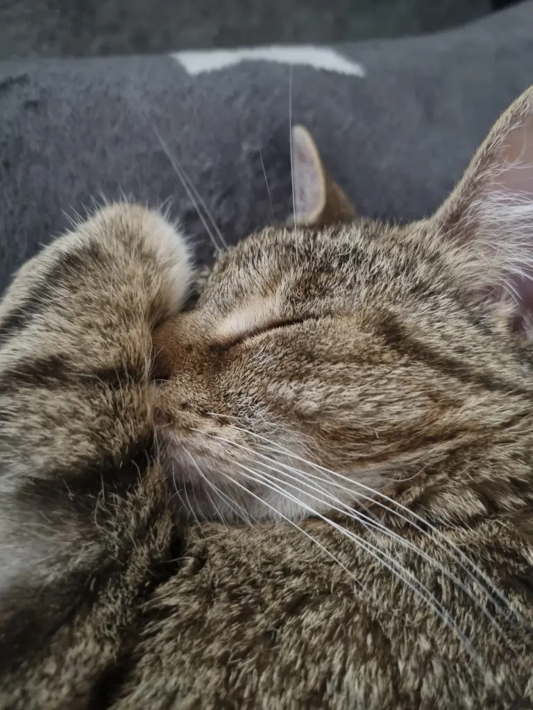 Wilma (*01.05.2012 - ︎15.11.2025) - ROSENGARTEN-Sterne