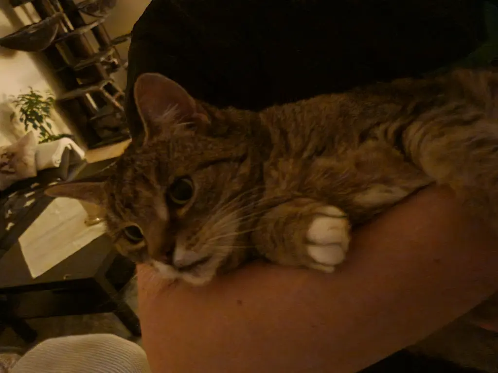 Wilma (*01.05.2012 - ︎15.11.2025) - ROSENGARTEN-Sterne