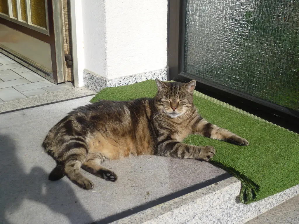 Billy (*1998 - ︎15.03.2018) - ROSENGARTEN-Sterne