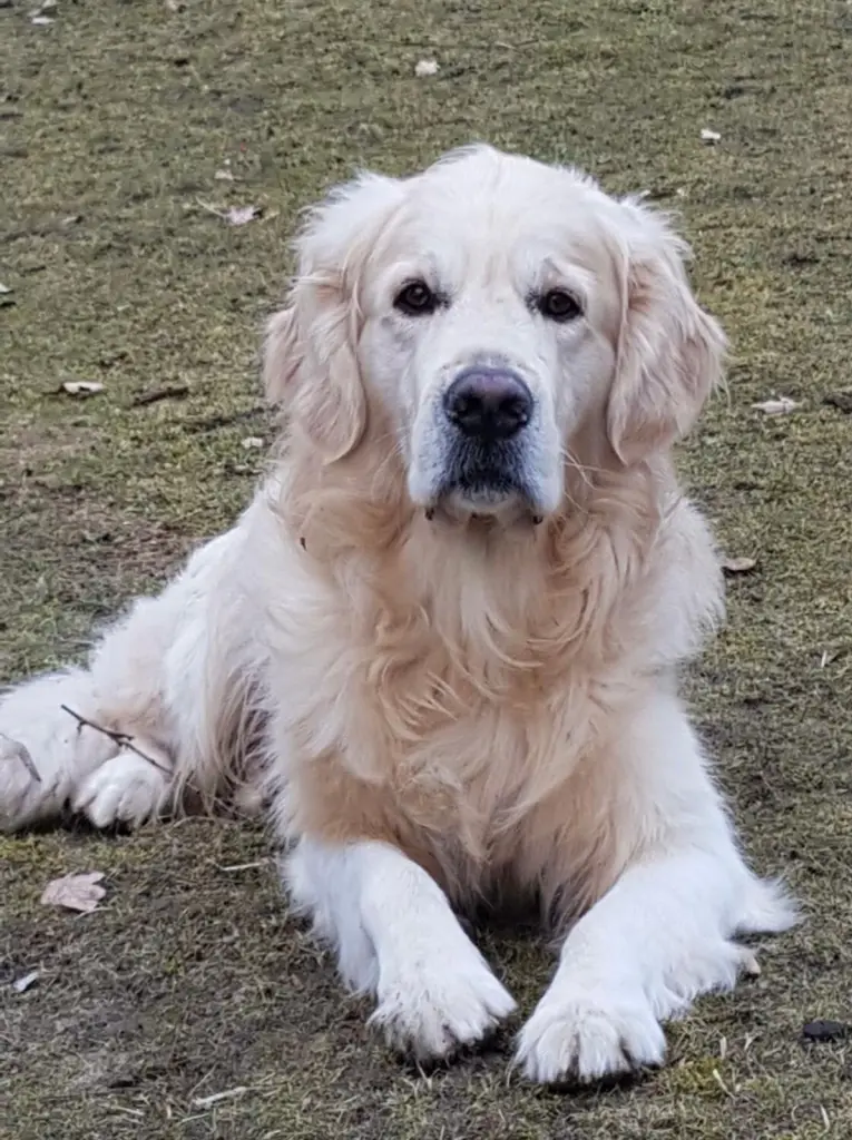 Rufus (*04.06.2014 - ︎14.11.2025) - ROSENGARTEN-Sterne