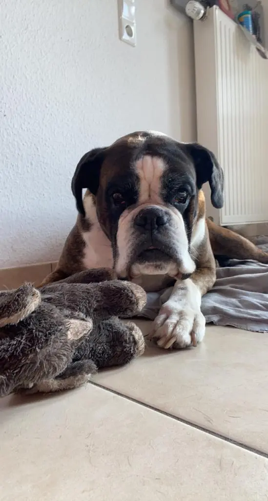 Pelle (*06.07.2013 - ︎24.11.2025) - ROSENGARTEN-Sterne