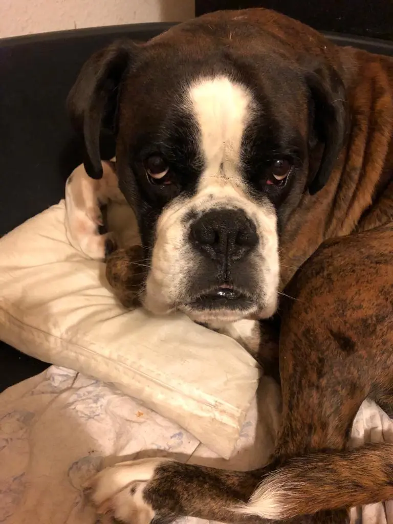 Pelle (*06.07.2013 - ︎24.11.2025) - ROSENGARTEN-Sterne