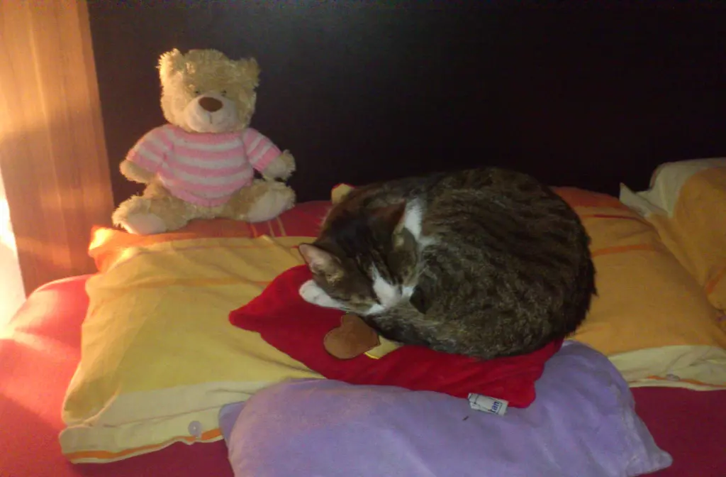 Jacky (*25.09.2007 - ︎28.11.2025) - ROSENGARTEN-Sterne