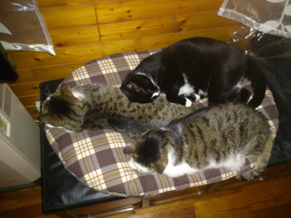 Jacky (*25.09.2007 - ︎28.11.2025) - ROSENGARTEN-Sterne