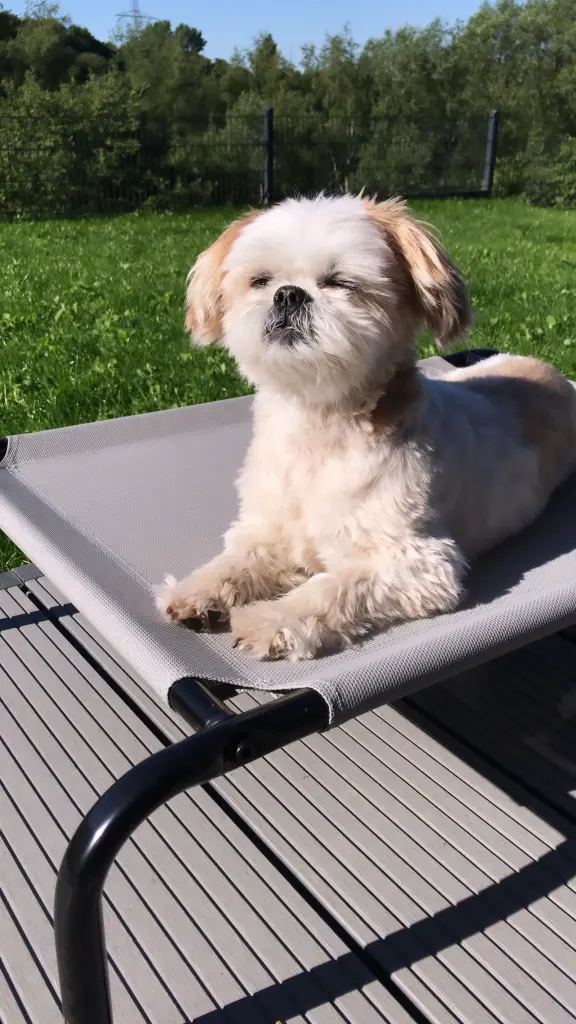 Lotte (*21.11.2008 - ︎11.11.2025) - ROSENGARTEN-Sterne