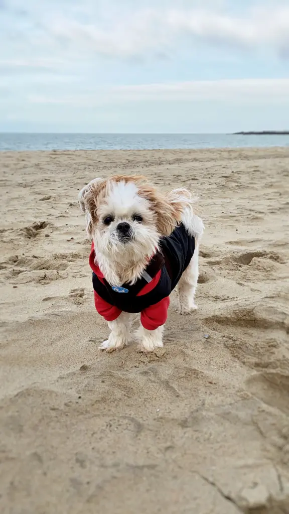 Lotte (*21.11.2008 - ︎11.11.2025) - ROSENGARTEN-Sterne