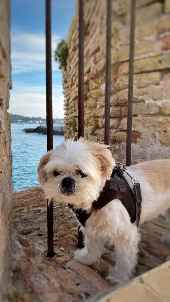 Lotte (*21.11.2008 - ︎11.11.2025) - ROSENGARTEN-Sterne