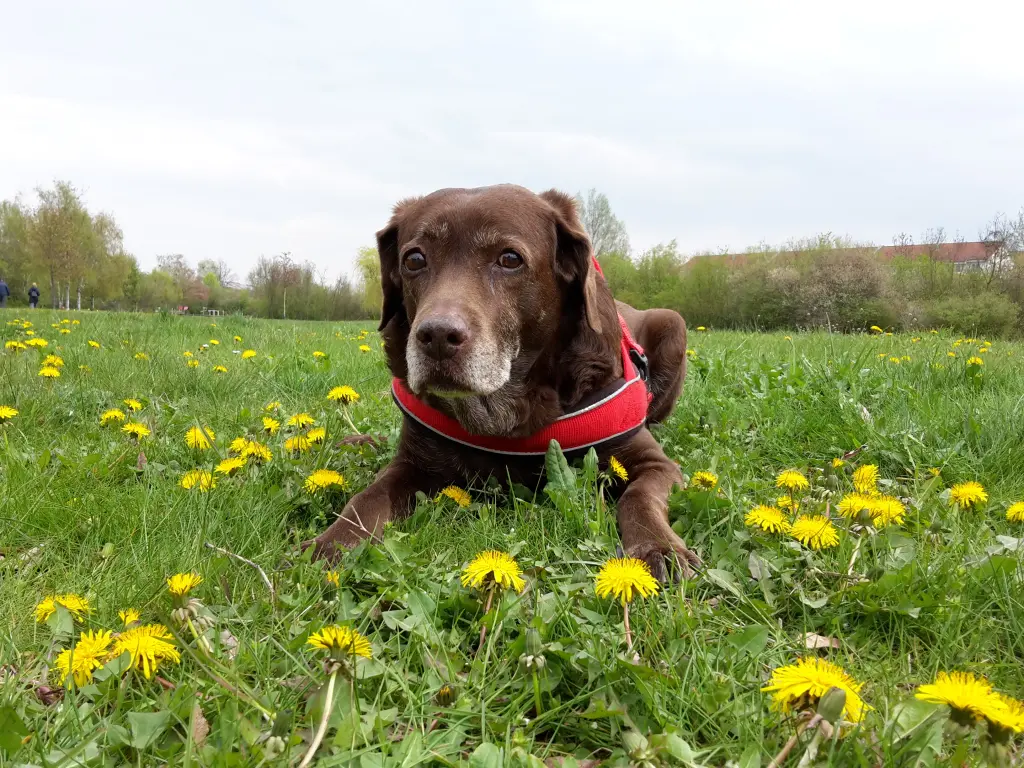 Nala (*19.04.2014 - ︎28.11.2025) - ROSENGARTEN-Sterne