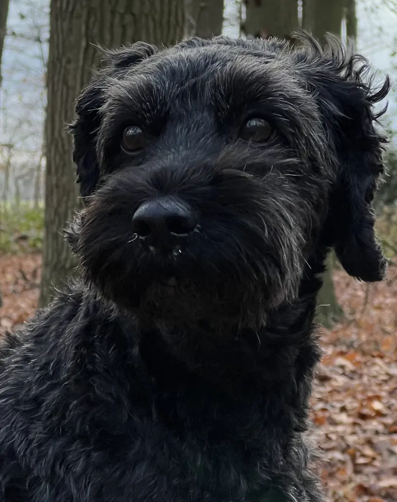 Polly (*19.12.2012 - ︎01.12.2025) - ROSENGARTEN-Sterne