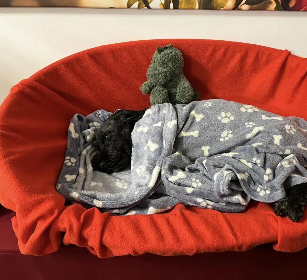 Polly (*19.12.2012 - ︎01.12.2025) - ROSENGARTEN-Sterne