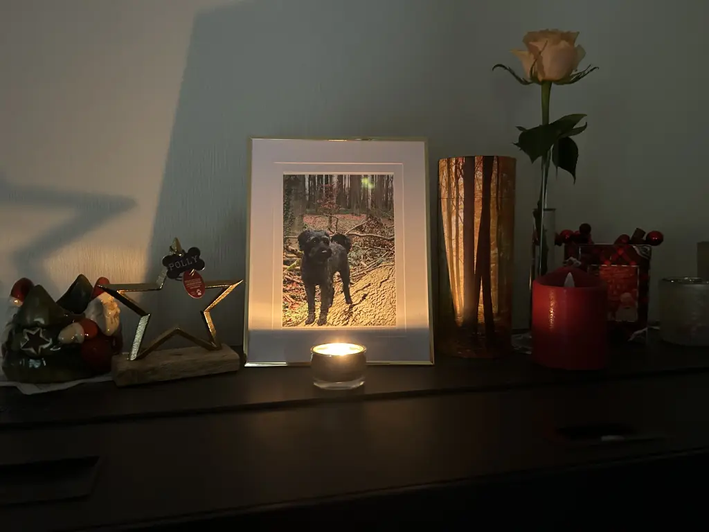 Polly (*19.12.2012 - ︎01.12.2025) - ROSENGARTEN-Sterne