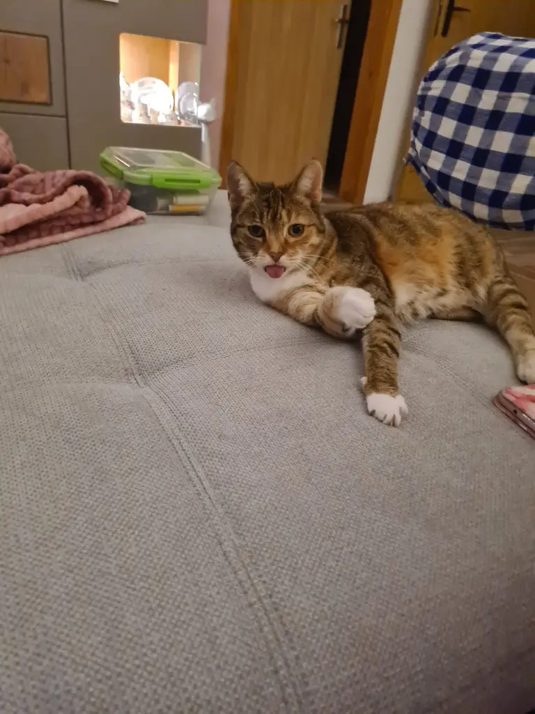 Izzy (*26.11.2015 - ︎18.11.2025) - ROSENGARTEN-Sterne