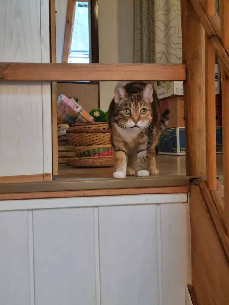 Izzy (*26.11.2015 - ︎18.11.2025) - ROSENGARTEN-Sterne