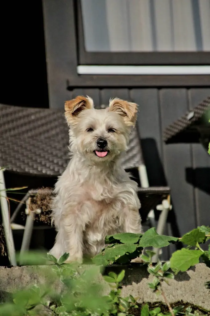 Lilly (*2010 - ︎13.11.2025) - ROSENGARTEN-Sterne