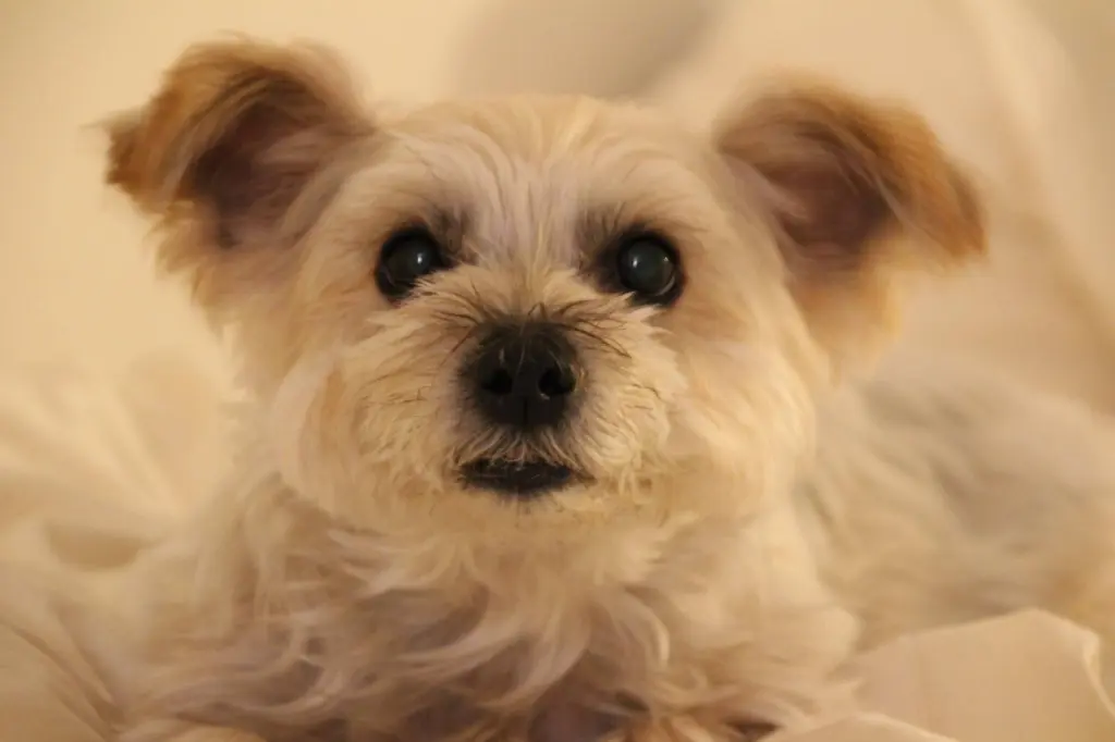 Lilly (*2010 - ︎13.11.2025) - ROSENGARTEN-Sterne