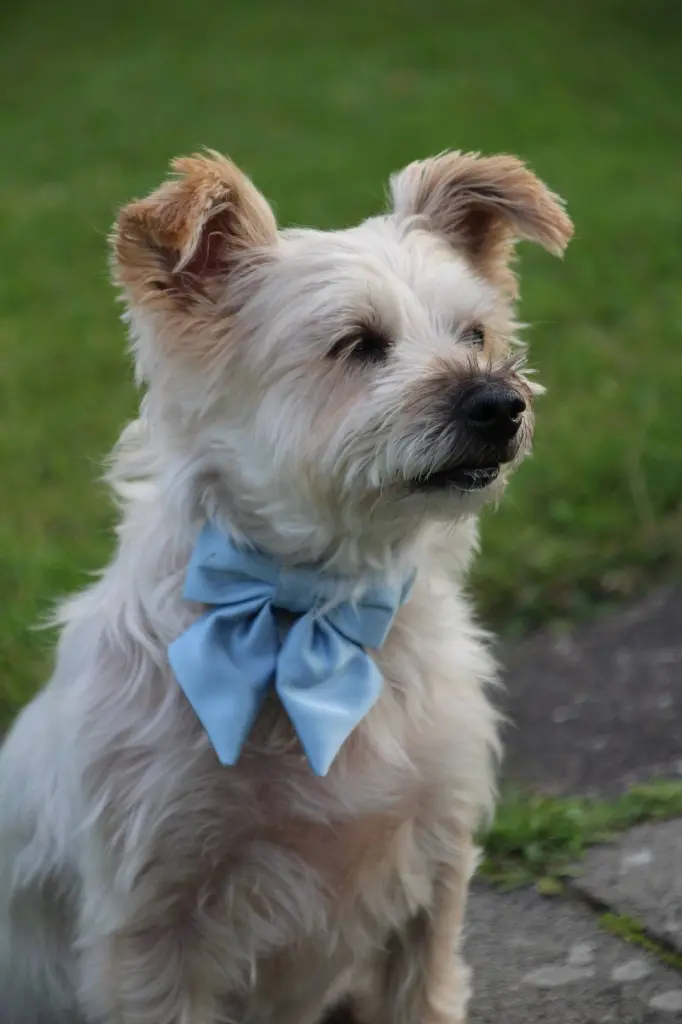 Lilly (*2010 - ︎13.11.2025) - ROSENGARTEN-Sterne