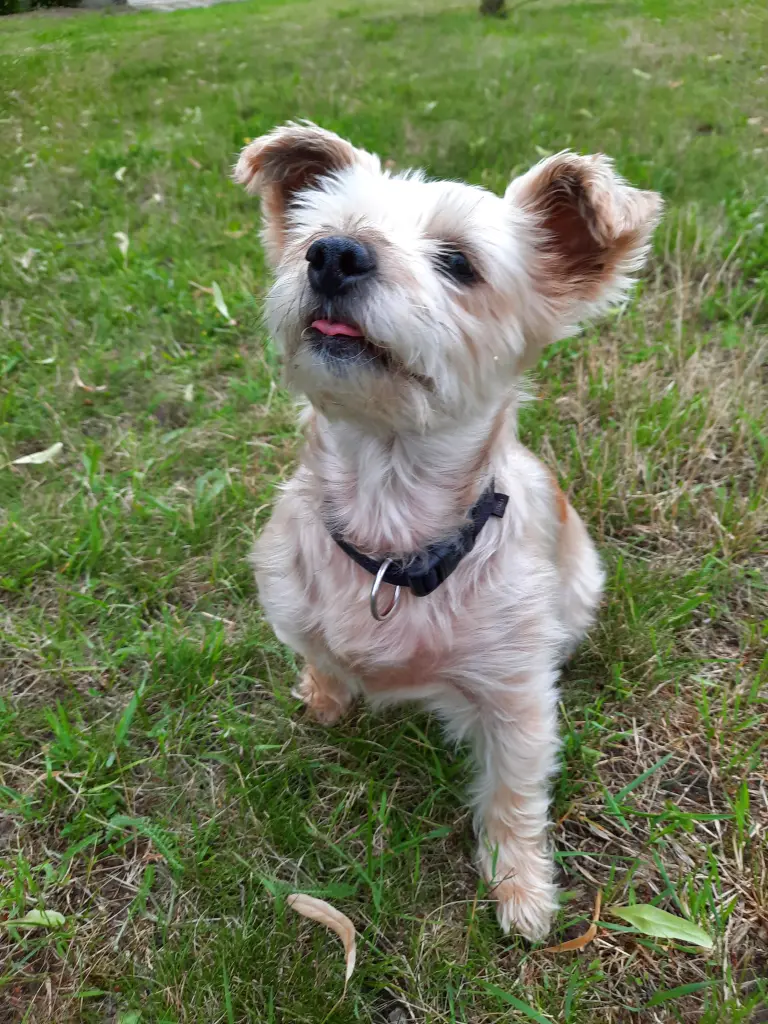 Lilly (*2010 - ︎13.11.2025) - ROSENGARTEN-Sterne