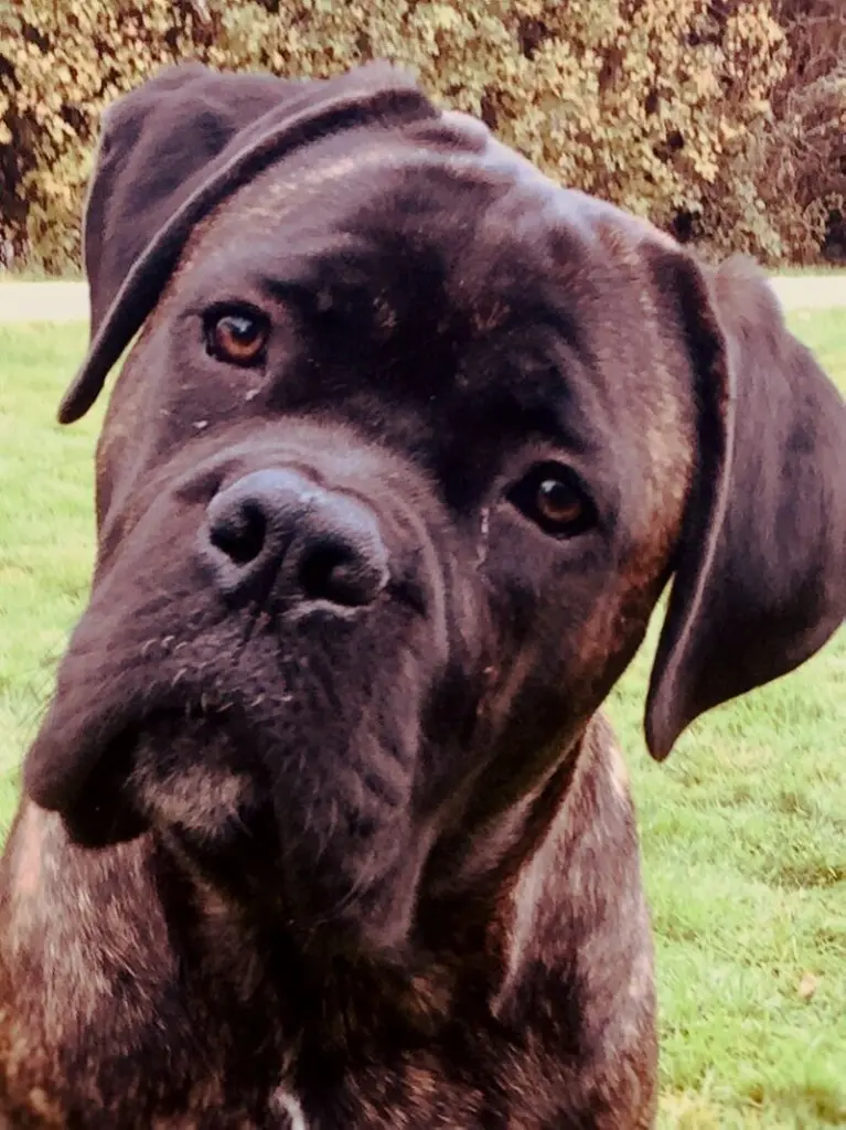 Nala (*09.08.2013 - ︎07.12.2025) - ROSENGARTEN-Sterne