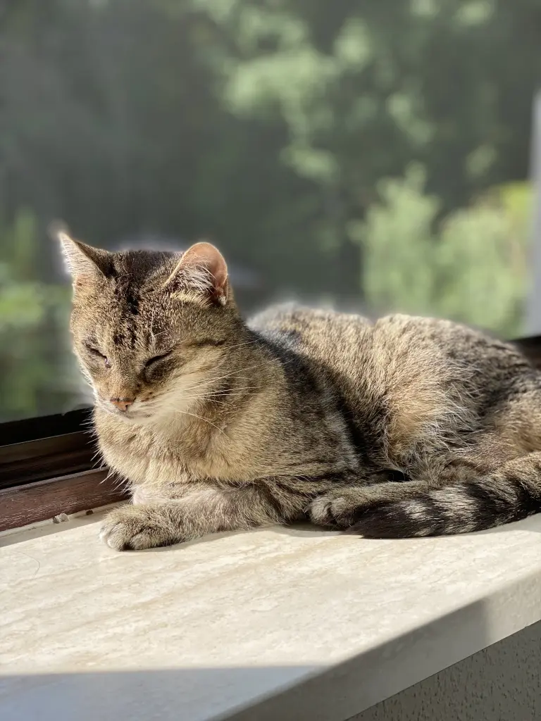 Benji (*2005 - ︎27.12.2025) - ROSENGARTEN-Sterne