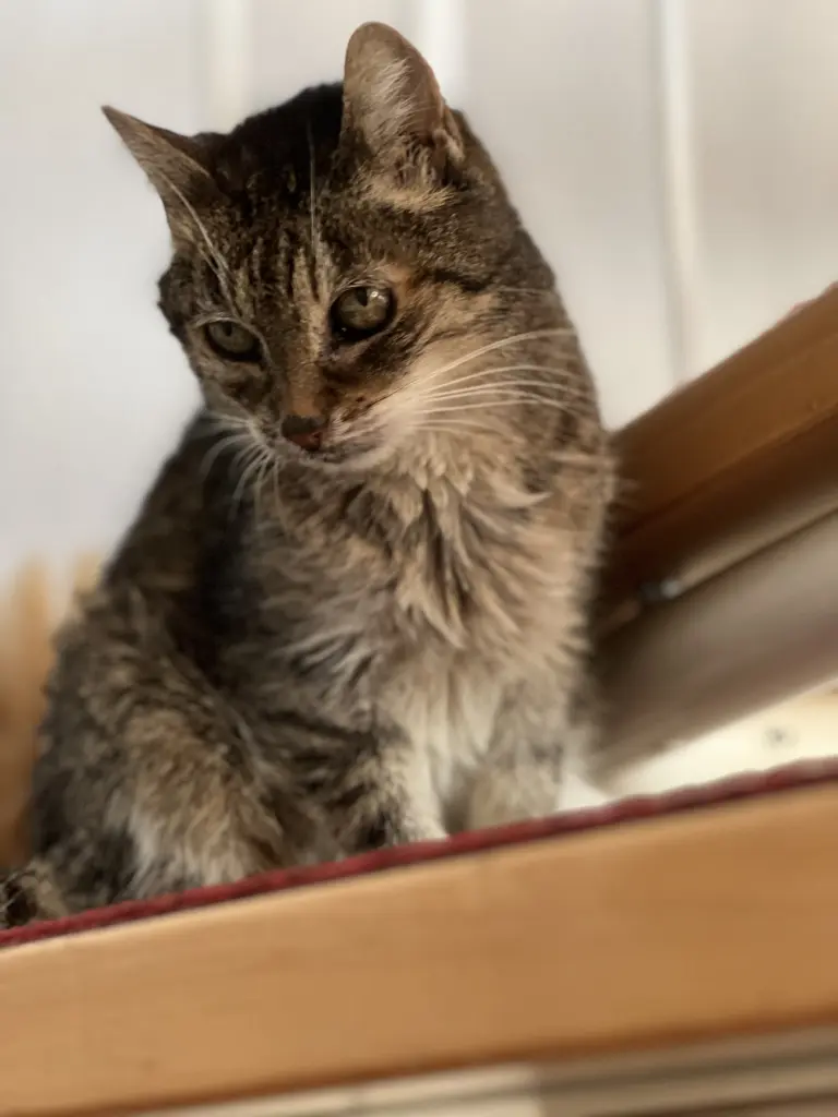 Benji (*2005 - ︎27.12.2025) - ROSENGARTEN-Sterne